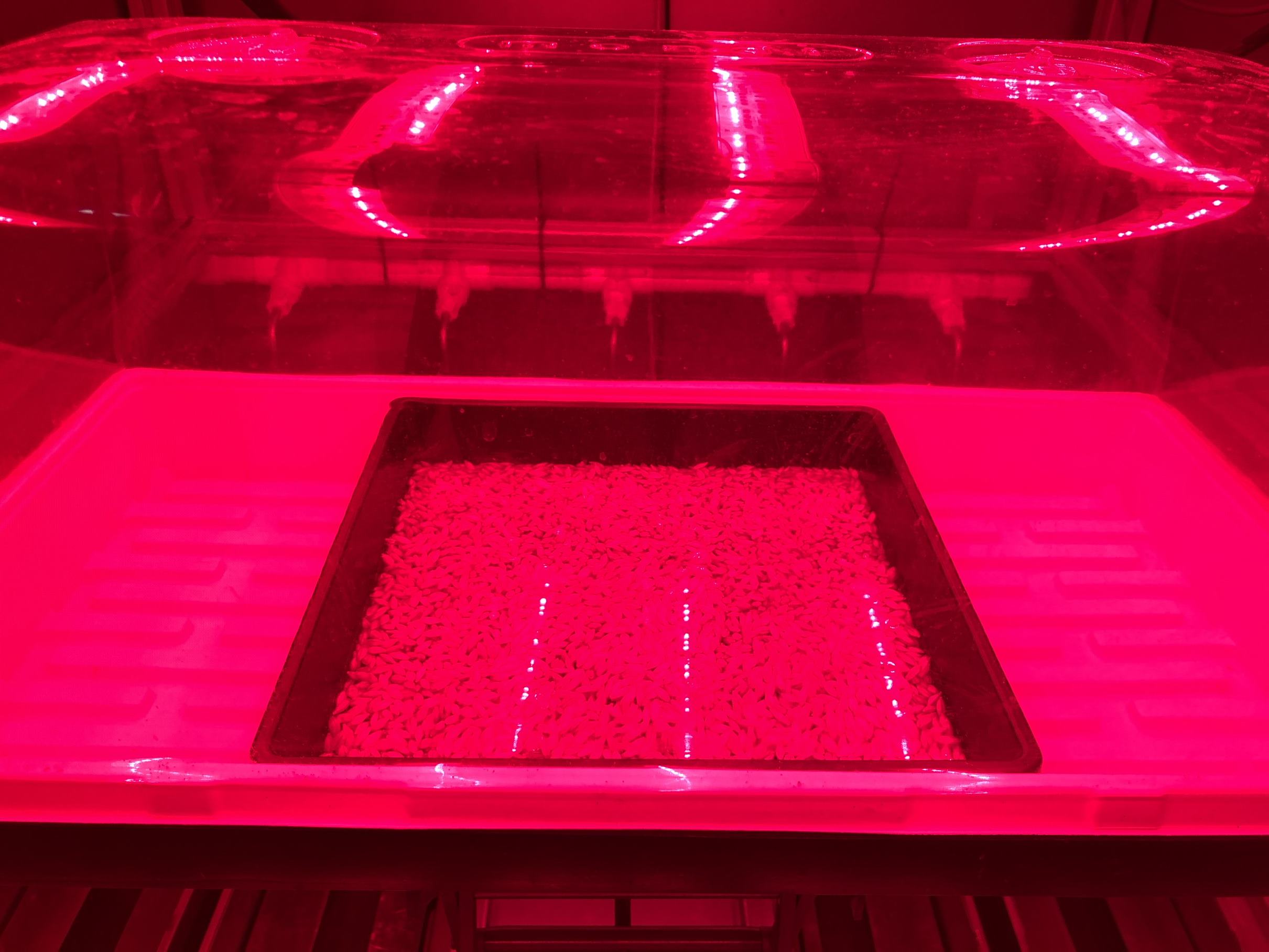 Controlled Environment Production of Hydroponic Fodder | Greenhouse ...