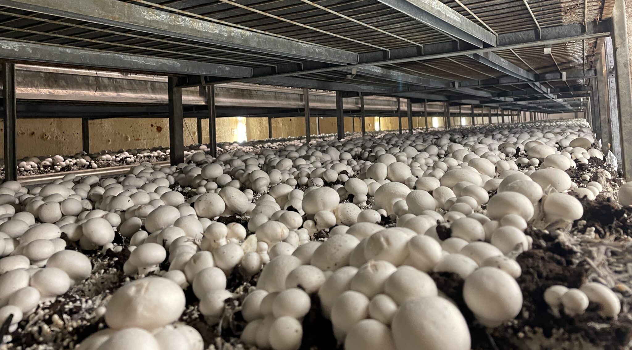 The future of automation: Building a mushroom harvesting virtual environment | Greenhouse ...