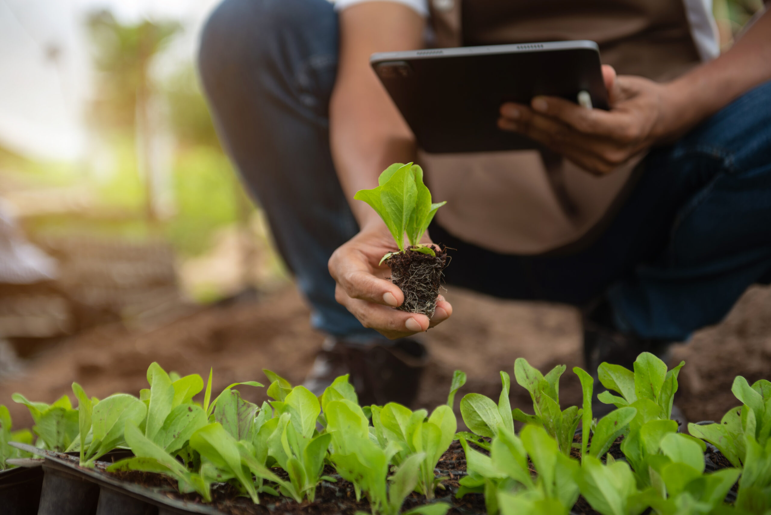 Market research lays the foundation for promoting new vermichar and ...