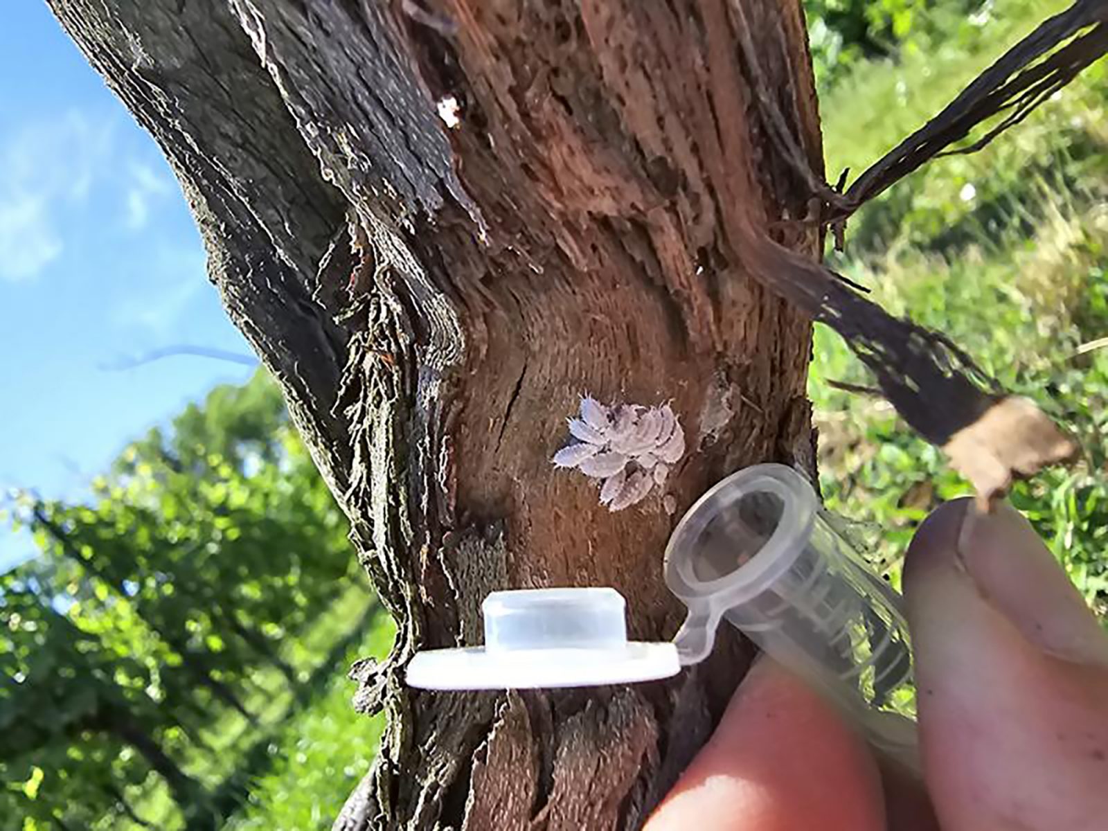 Fungi a promising solution to vineyard pests | Greenhouse Technology ...